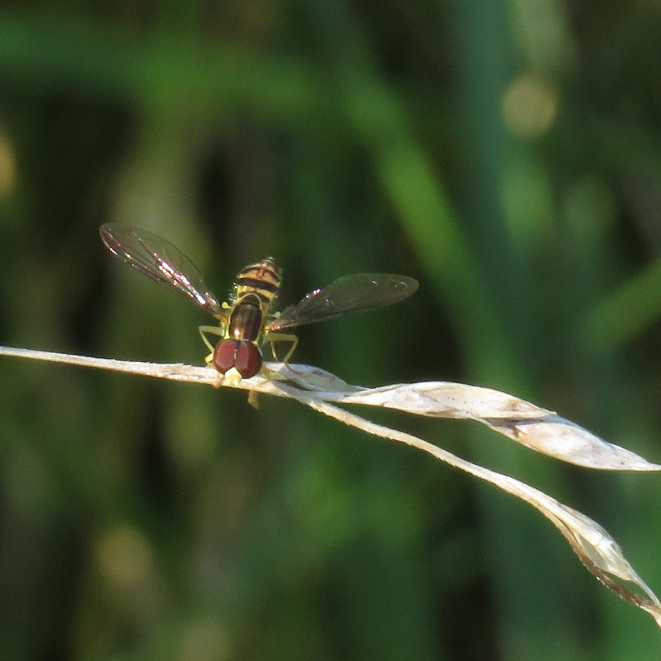 Maize Calligrapher (Hoverfly) | Conchetta | Blipfoto