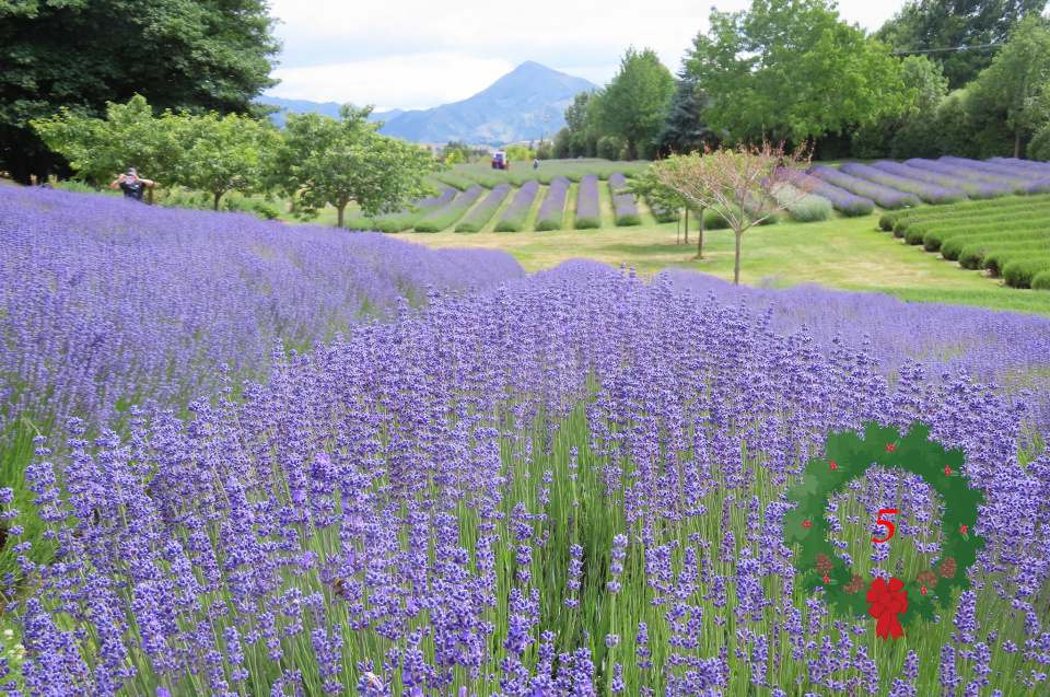 Lavender Fields | acyclinggranny | Blipfoto