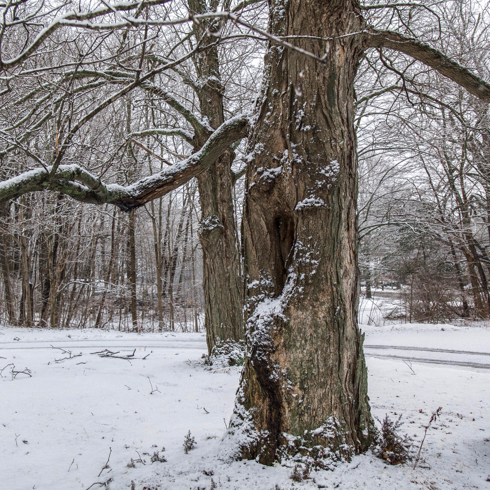 Doin' the snow shuffle | justbe | Blipfoto