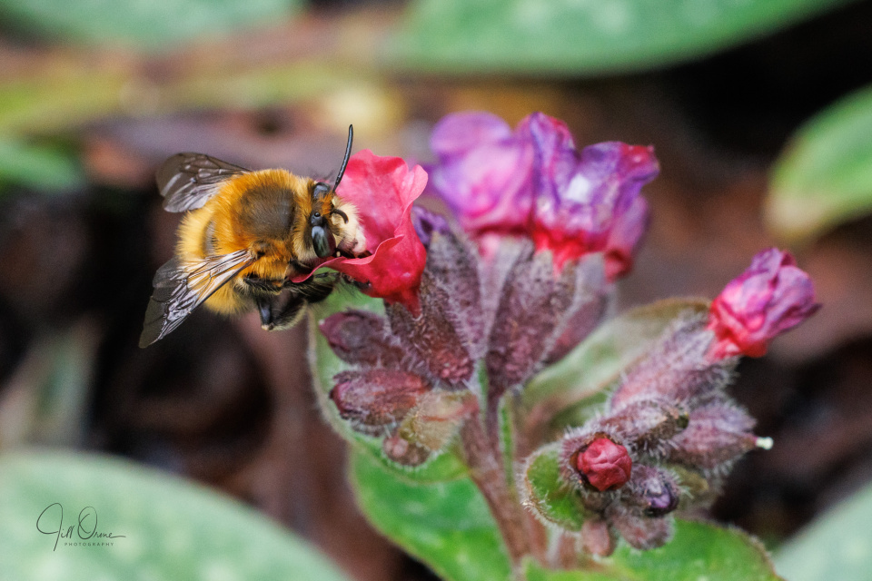 Feather-footed | JDO | Blipfoto