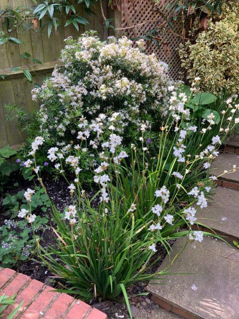 A nod to Sissinghurst | shropshirelady | Blipfoto