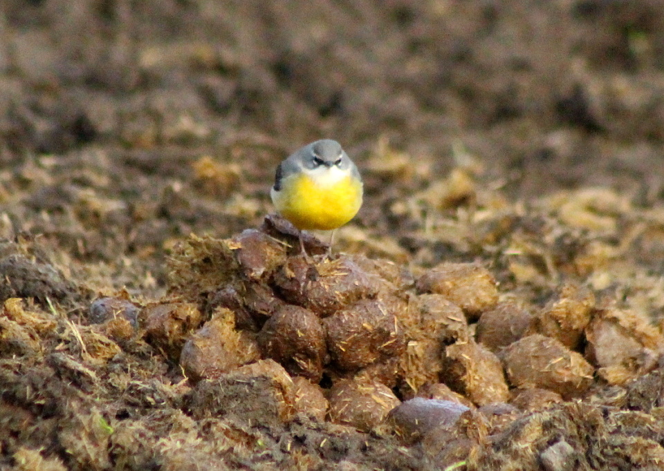 Cludgie Budgie! | theBroon | Blipfoto