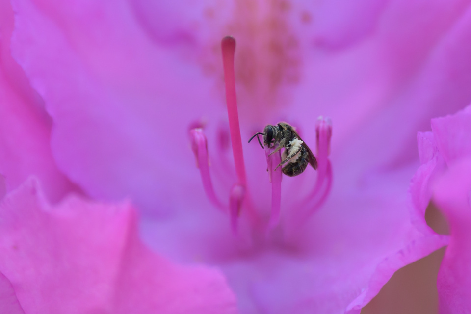 World Bee Day | dbifulco | Blipfoto