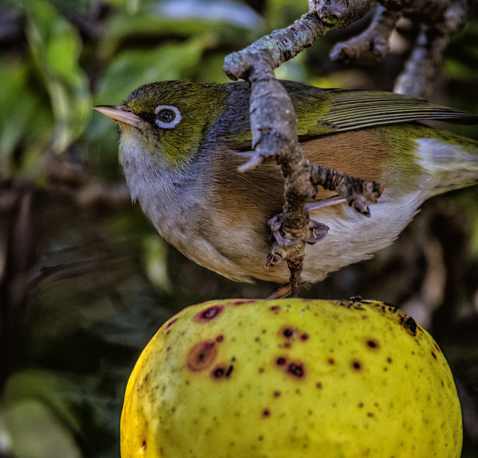 Silvereye (Zosterops lateralis) | Mario | Blipfoto