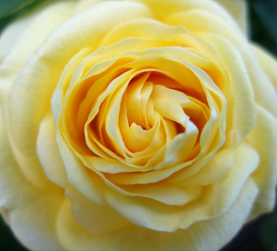 Yellow rose of Basingstoke | ajt | Blipfoto