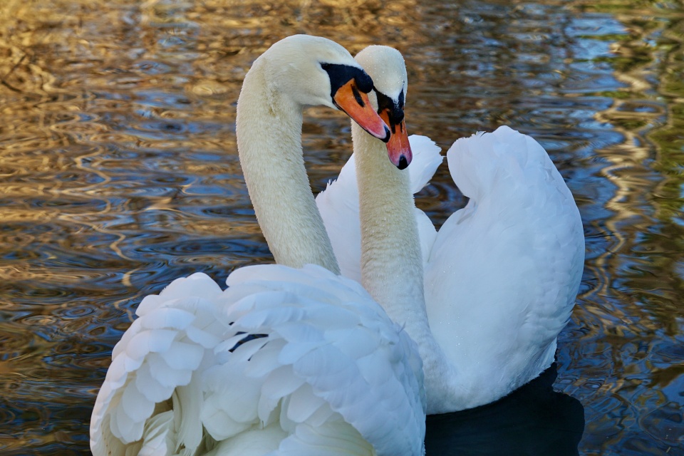 Canoodling | lesmark | Blipfoto