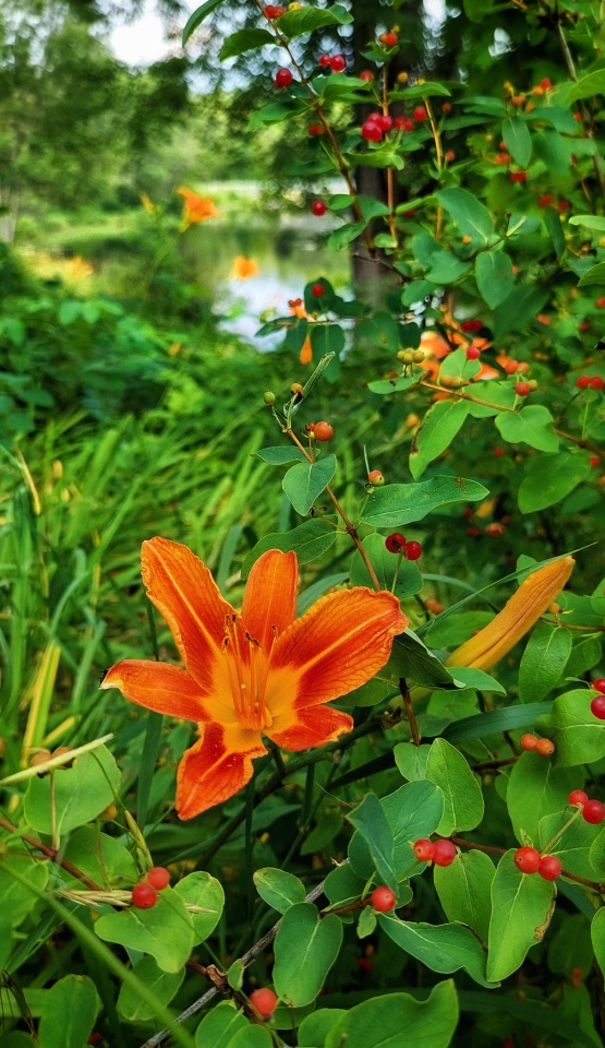 It's 'that' orange... | StoneKeep | Blipfoto