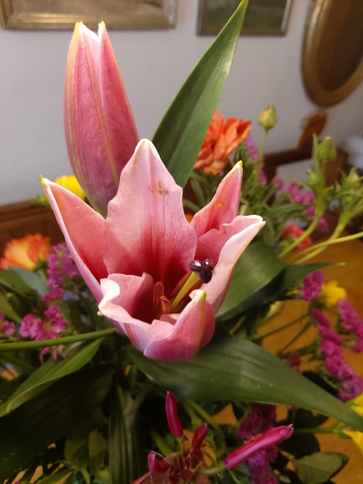 A beautiful Friday... | alocasia100 | Blipfoto