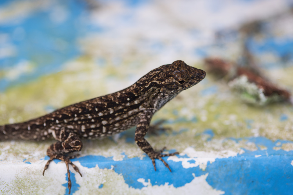 They're Everywhere | bugsman | Blipfoto