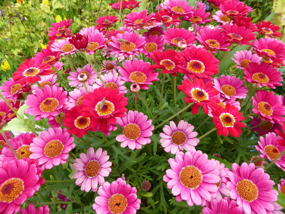 Cherry Red | Poppy | Blipfoto