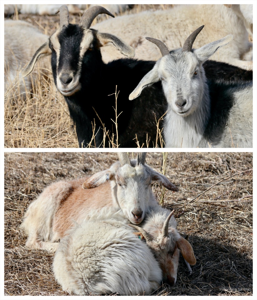 goat buddies | stillandknow | Blipfoto