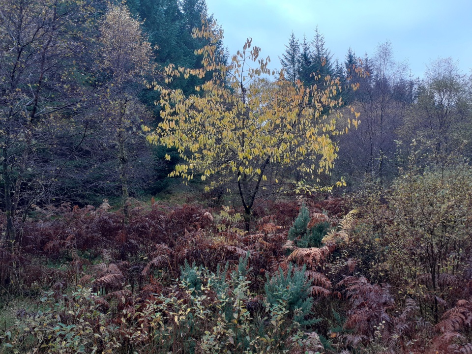 Solitary gean tree stands... | elgar1 | Blipfoto