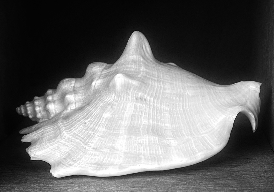 b&w shell | sk | Blipfoto