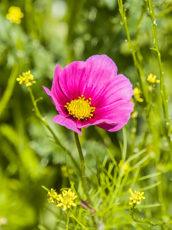 Garden Cosmos | Snowcycle | Blipfoto