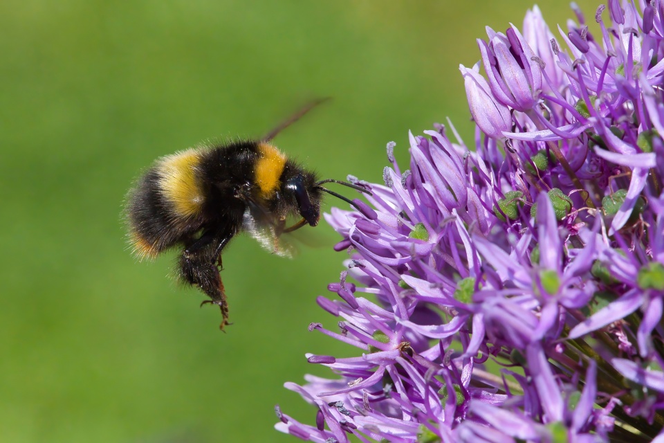 Rain | Incredibish | Blipfoto