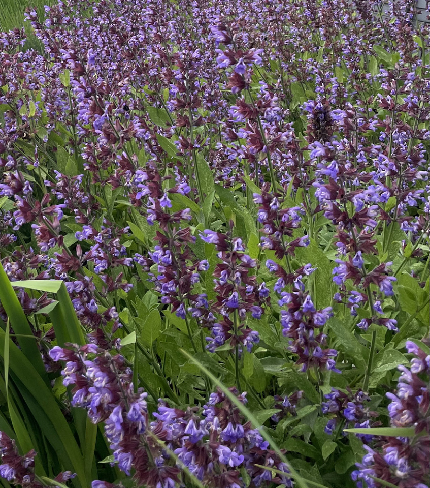 PURPLE KJD Blipfoto purple-kjd-blipfoto