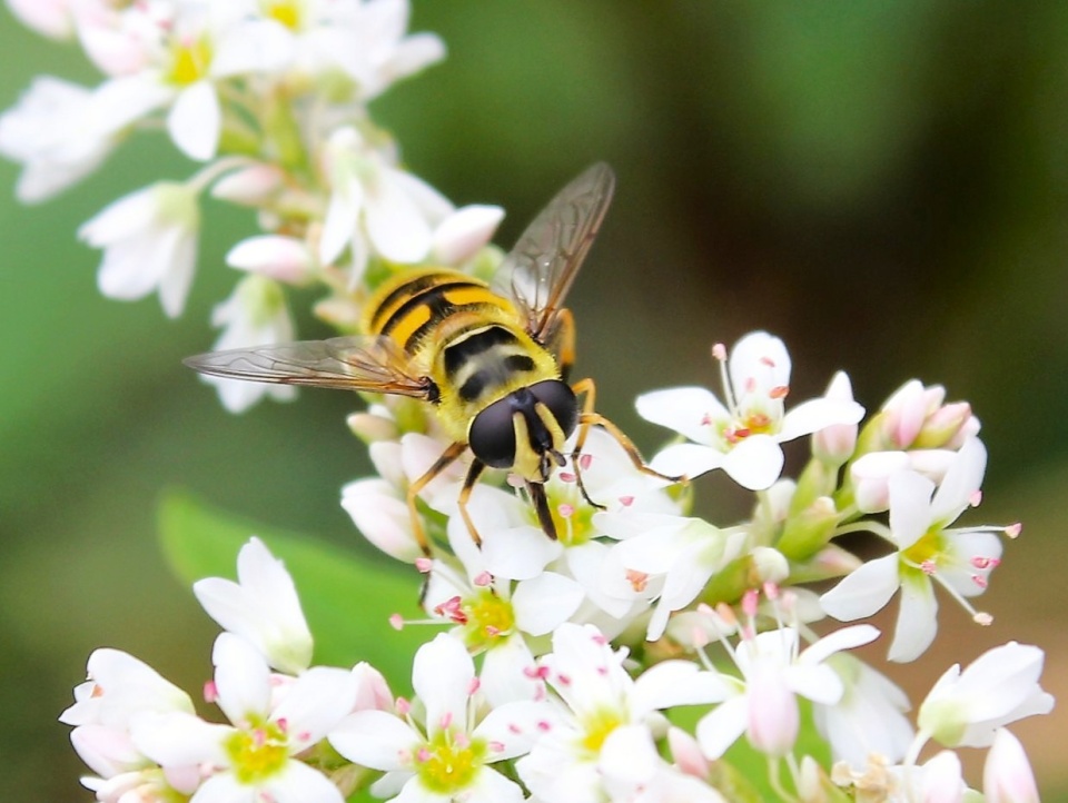 Hoverfly | monkey | Blipfoto