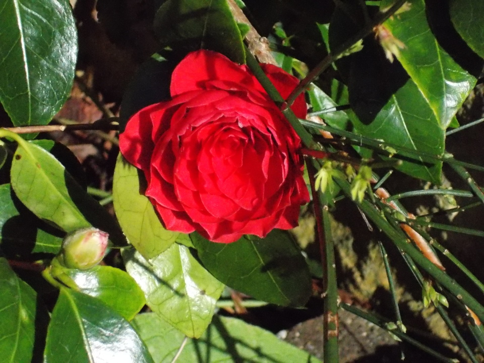 Red camellia | Redberry | Blipfoto