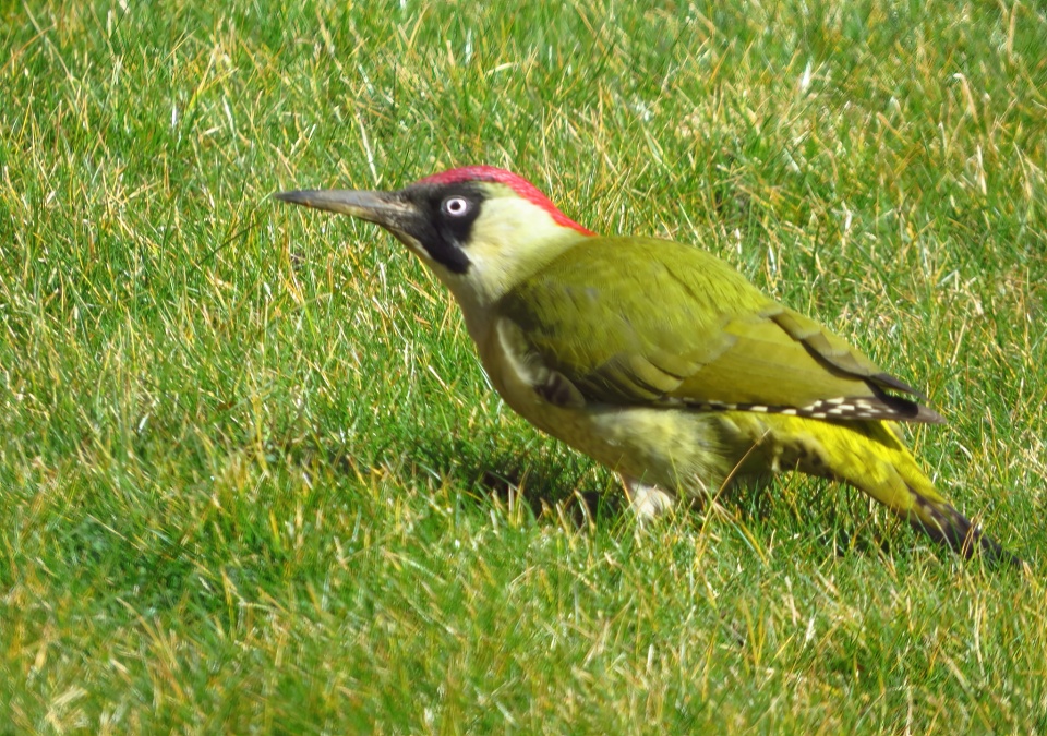 Green Woodpecker or Yaffle | Grubby | Blipfoto