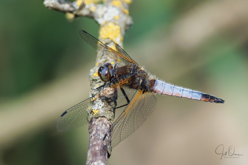 Semi-mature | JDO | Blipfoto