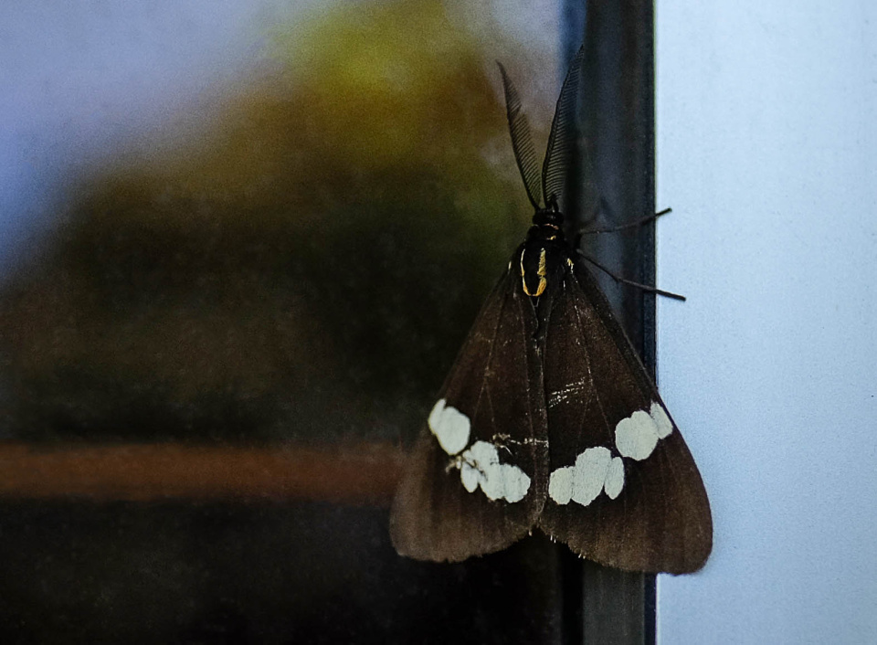 Magpie……….. | Miffy | Blipfoto