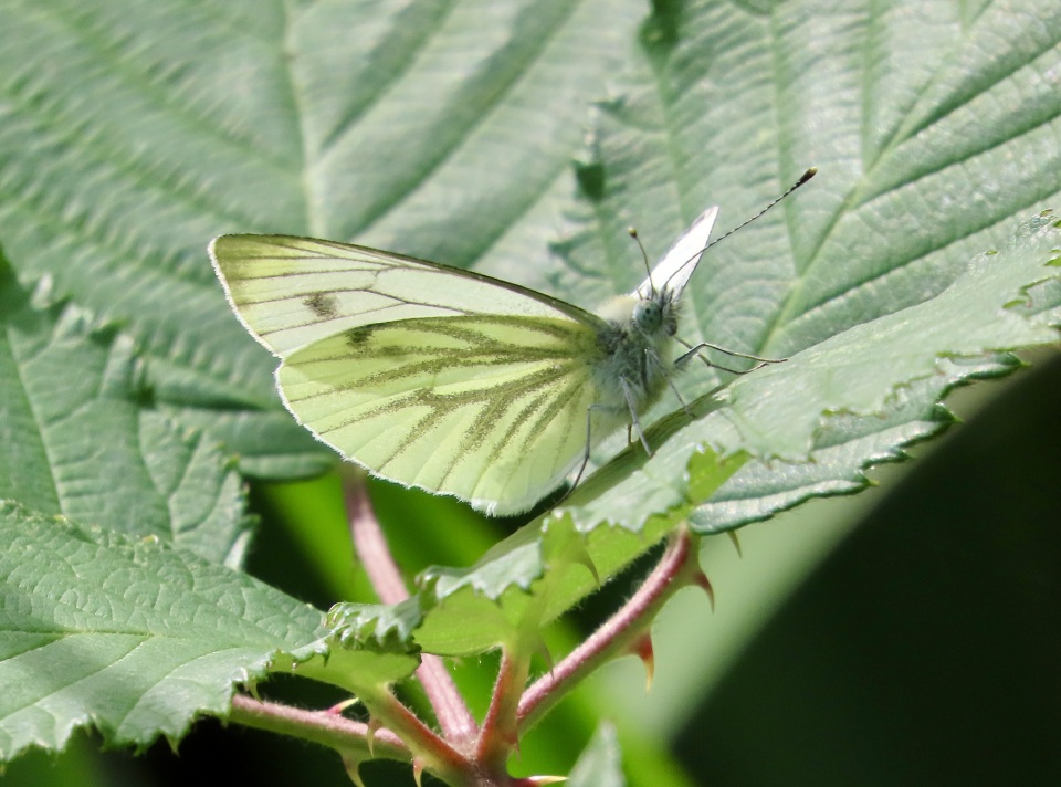 Finally - a butterfly | orchid99 | Blipfoto