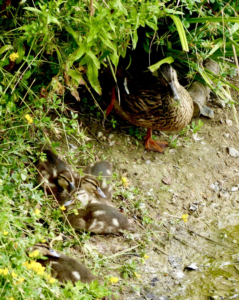 New brood. | ValC | Blipfoto