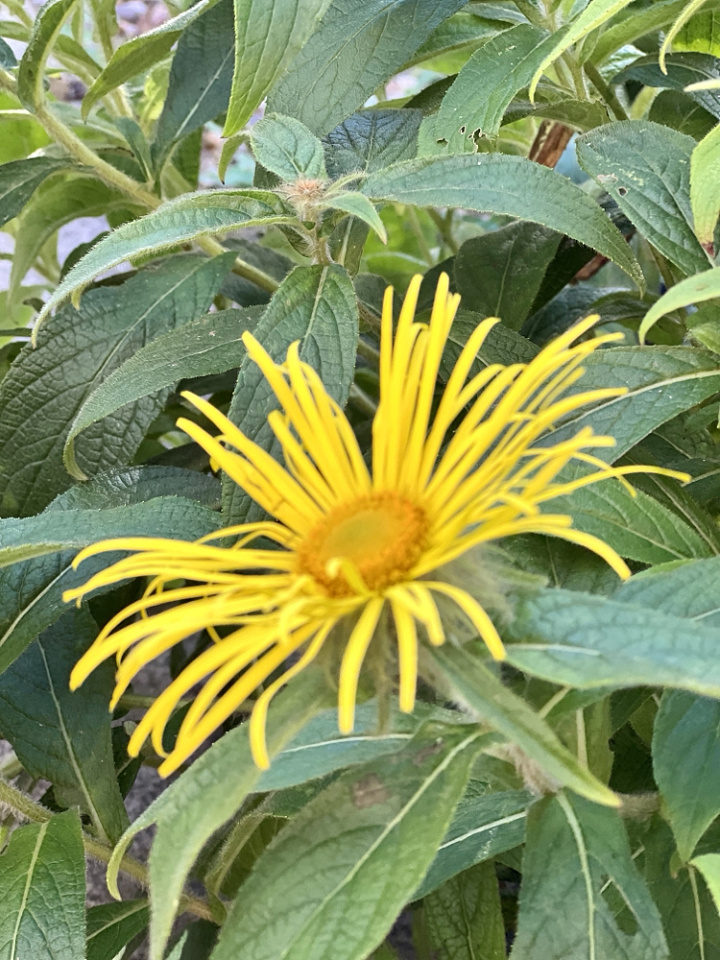 Persistent | Romay | Blipfoto