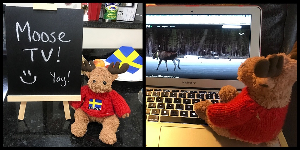 Moose TV 2.0 | HeidiAndDolly | Blipfoto