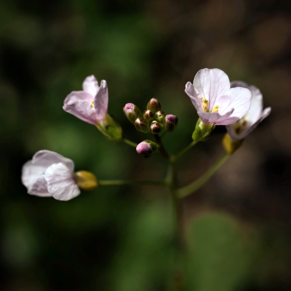 Ladies Smock. | JeanSnaps | Blipfoto