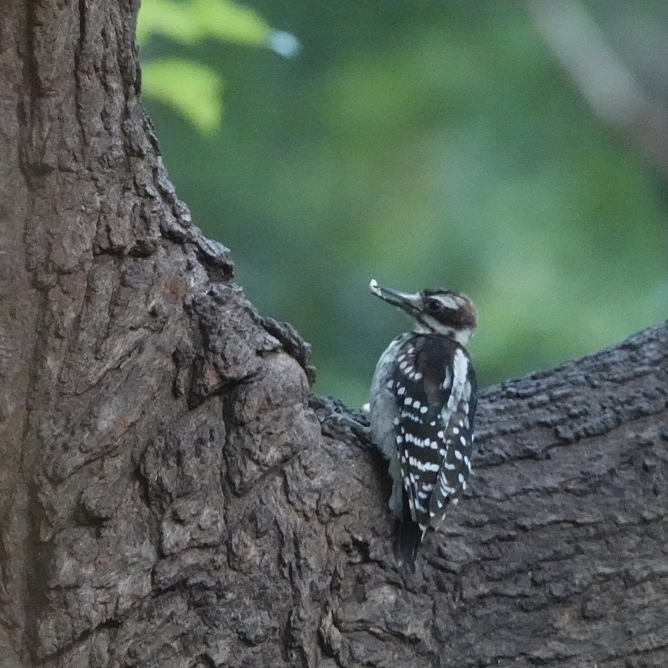 Hairy? | Kimb | Blipfoto