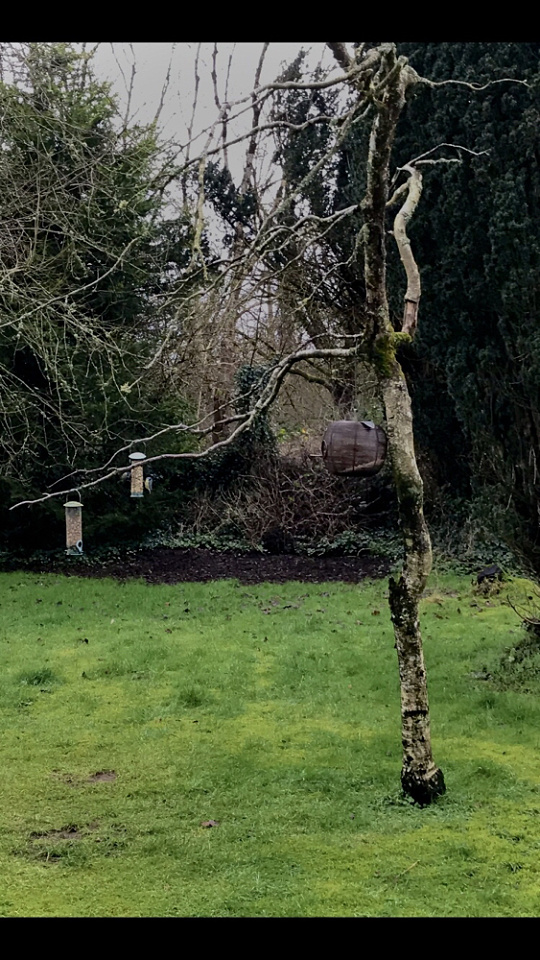 The dead tree that is giving life | jacqoods | Blipfoto