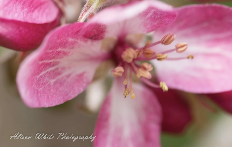 Gorgeously gorgeous | Alison666 | Blipfoto