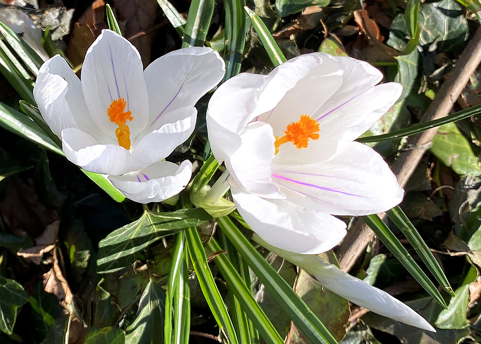 White crocus | Fairmilefoto | Blipfoto