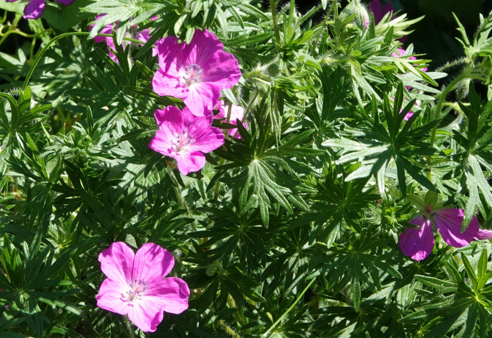 Geraniums survive the hedge trimming | ghicar | Blipfoto