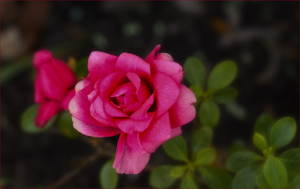 Miniature Azalea | Leonine | Blipfoto