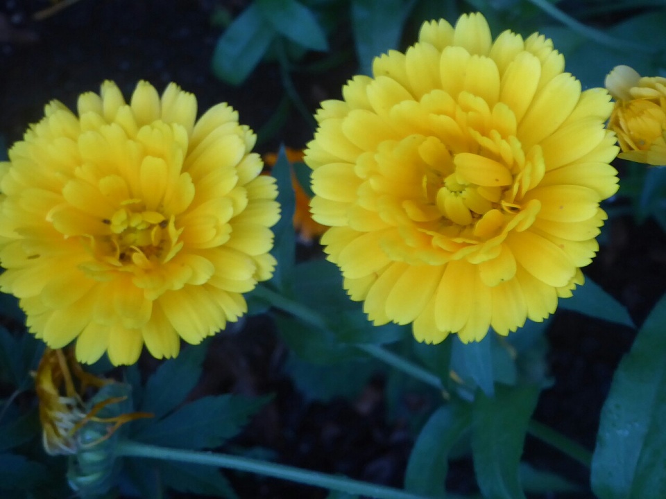 Wild flowers | Puke | Blipfoto