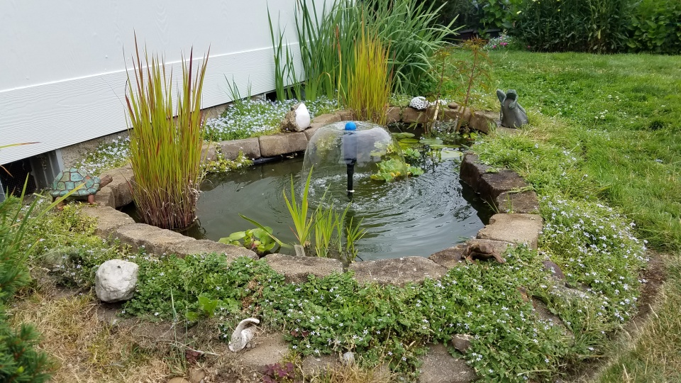 Goldfish Pond Tune-up | RonaldBerry | Blipfoto