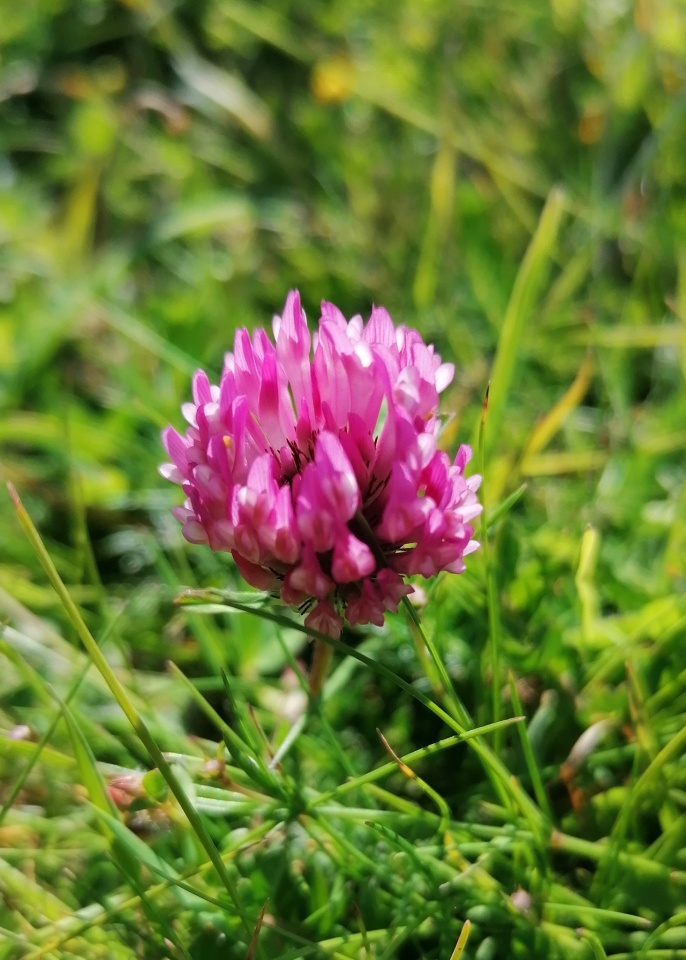 Pretty clover | alijay | Blipfoto