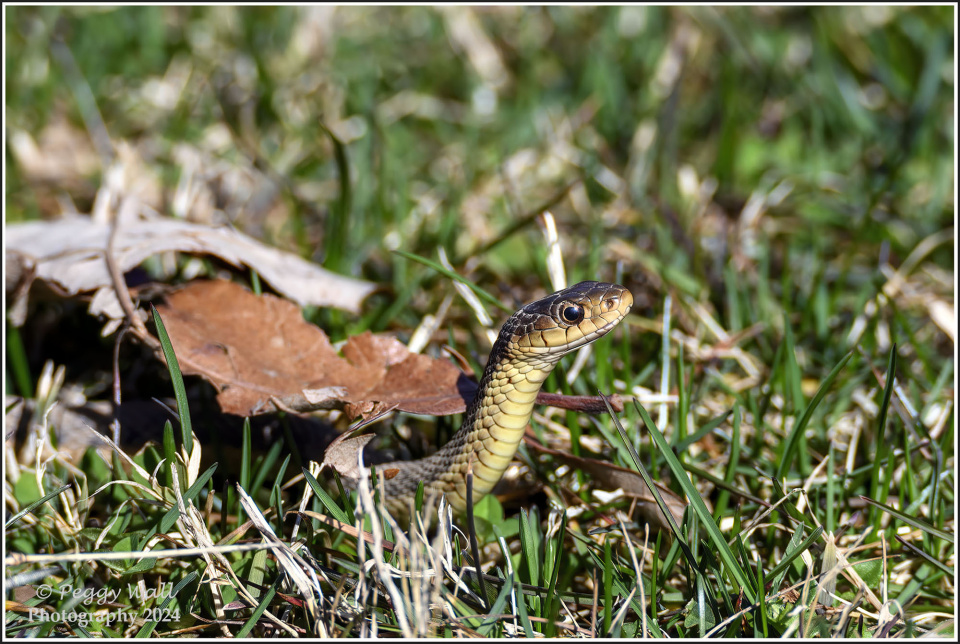 Hisssss .... | KangaZu | Blipfoto