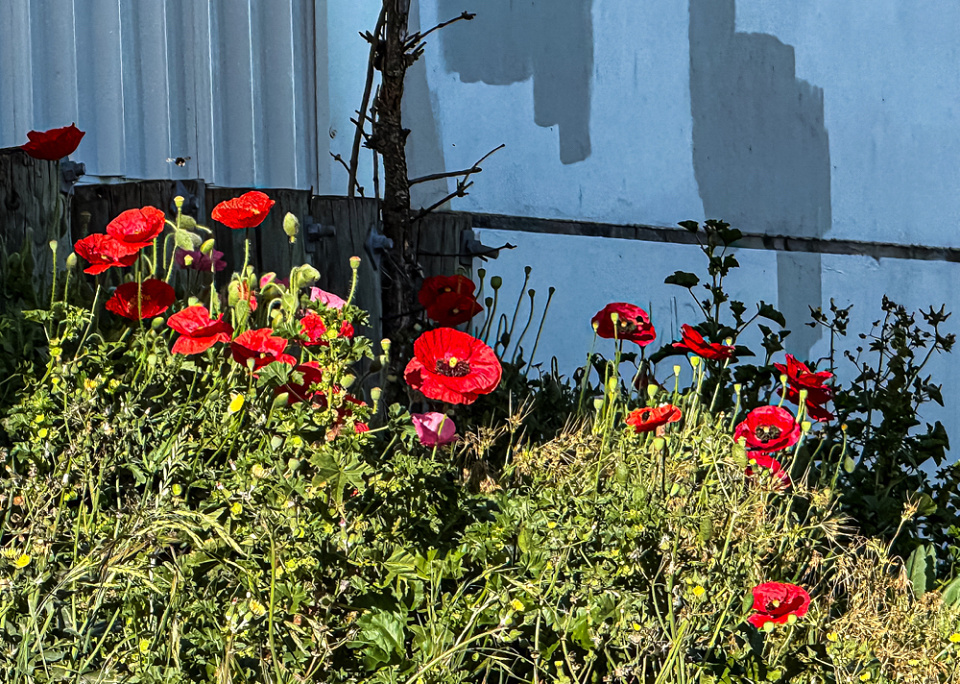 Wild Poppies | Lizimagiz | Blipfoto