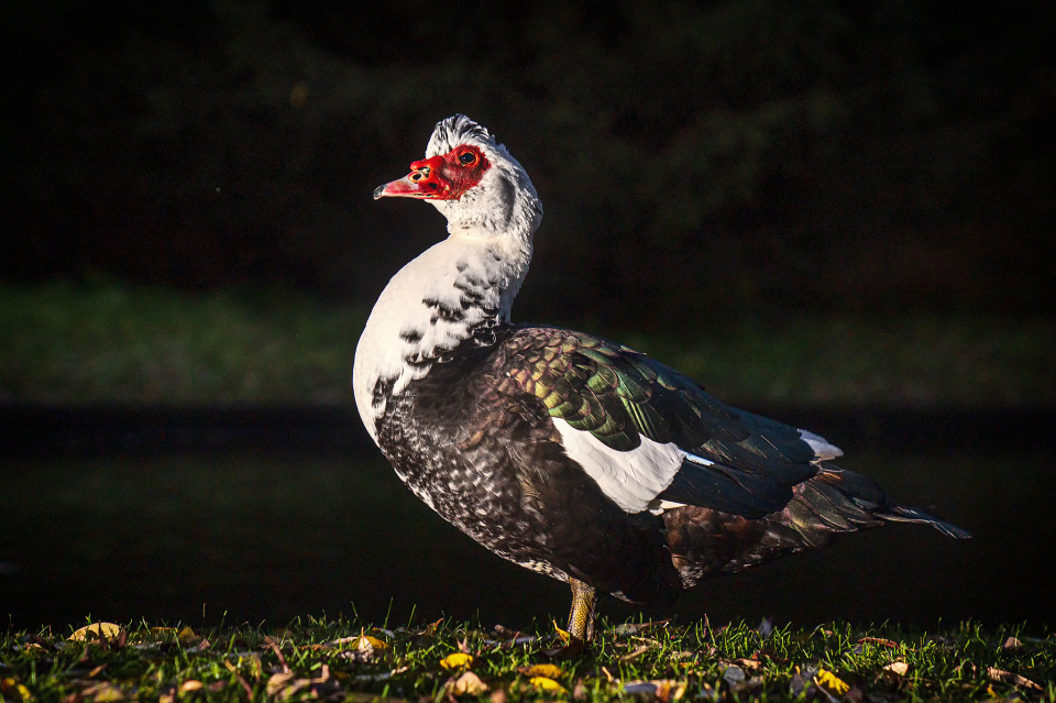 Flash Bird | RtCph | Blipfoto