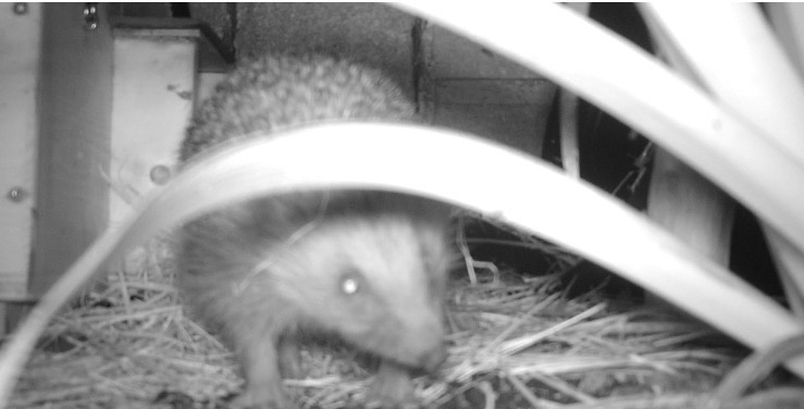 Nesting or hibernating | koko | Blipfoto