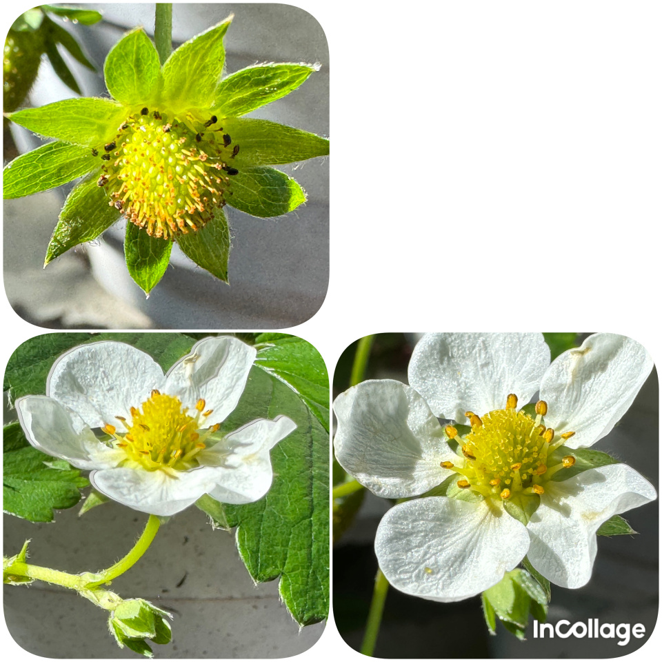STRAWBERRIES IN SEPTEMBER | sunflower | Blipfoto