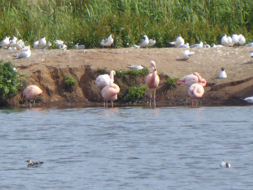 Flamingos (again) | ThisIsGerda | Blipfoto