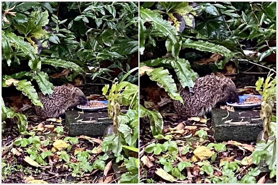 Friday: Hungry Hedgehog | doffy | Blipfoto