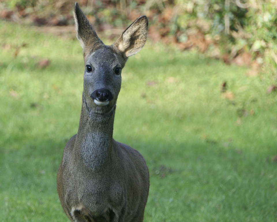 face at the window | spishy | Blipfoto