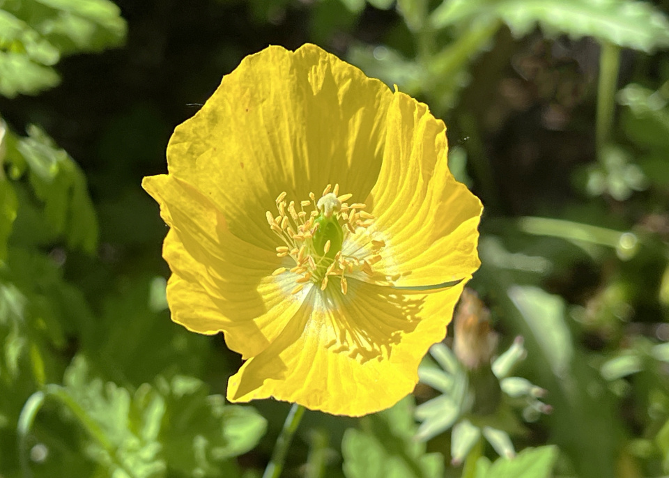 Yellow poppy | Fairmilefoto | Blipfoto