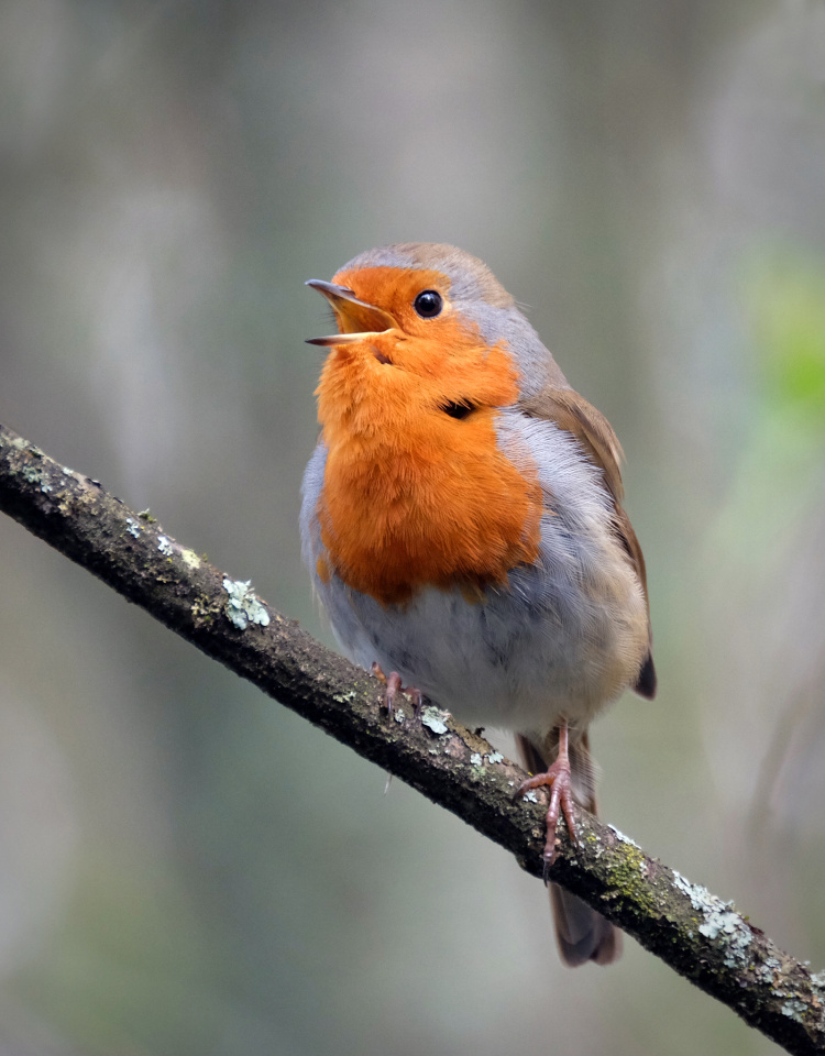 Ultraviolet robin? | Miranda1008 | Blipfoto