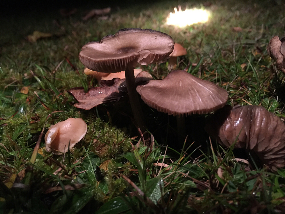 Night time mushrooms | Ali_tkdgirl | Blipfoto
